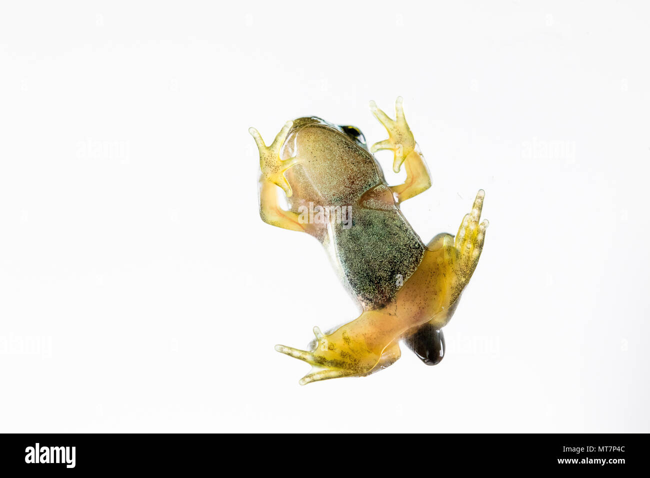 tadpole/froglet photographed in a controlled set up in mid Wales Stock ...