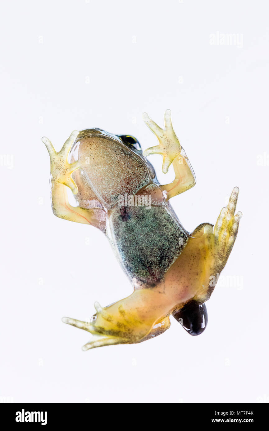 Tadpole/froglet photographed in mid spring in mid Wales Stock Photo - Alamy