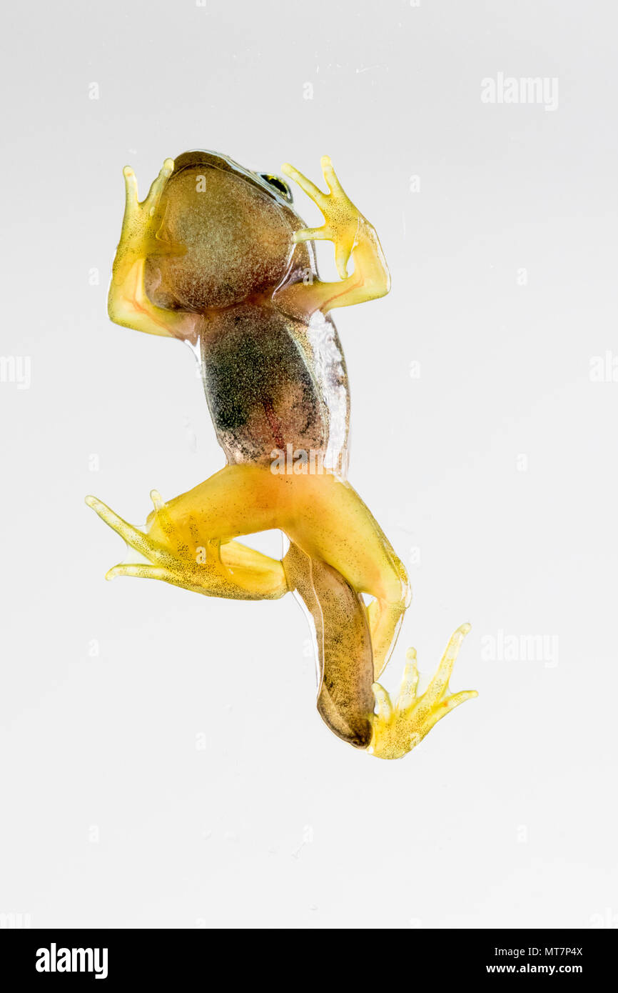 Tadpole/froglet photographed in mid spring in mid Wales Stock Photo - Alamy