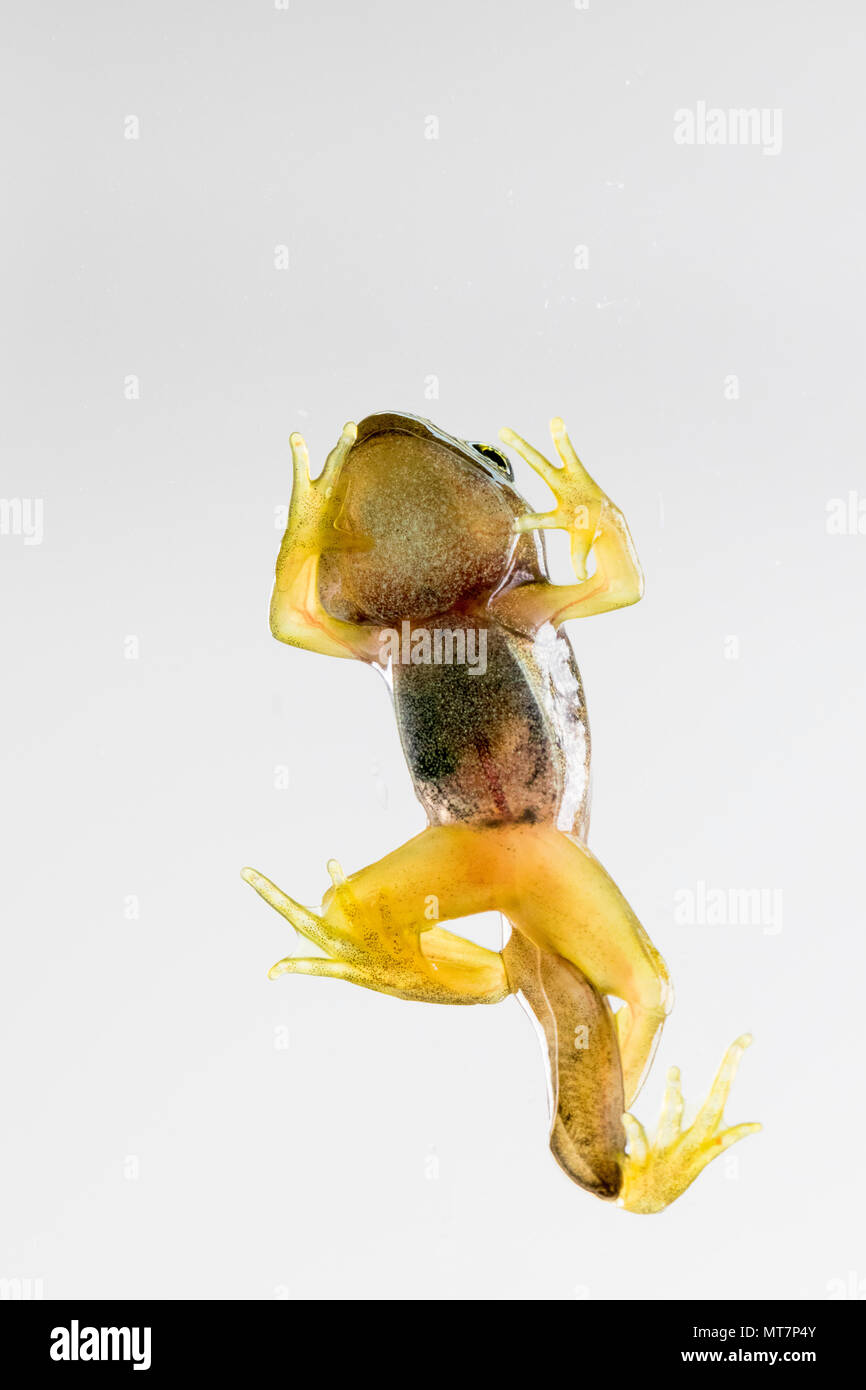 Tadpole/froglet photographed in mid spring in mid Wales Stock Photo - Alamy