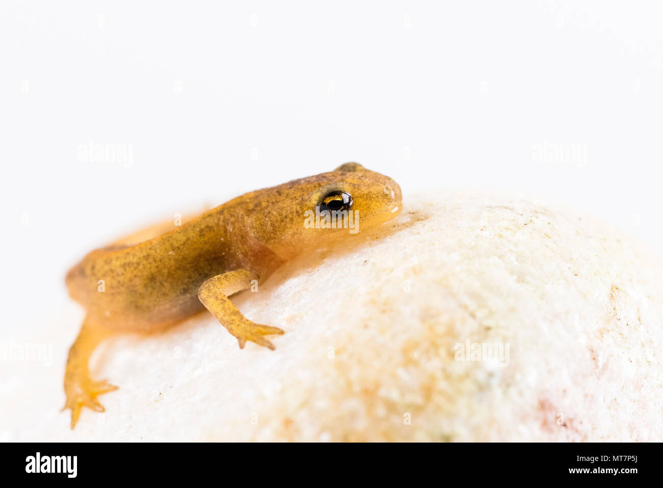 Young smooth newt photographed in a controlled set up before being ...