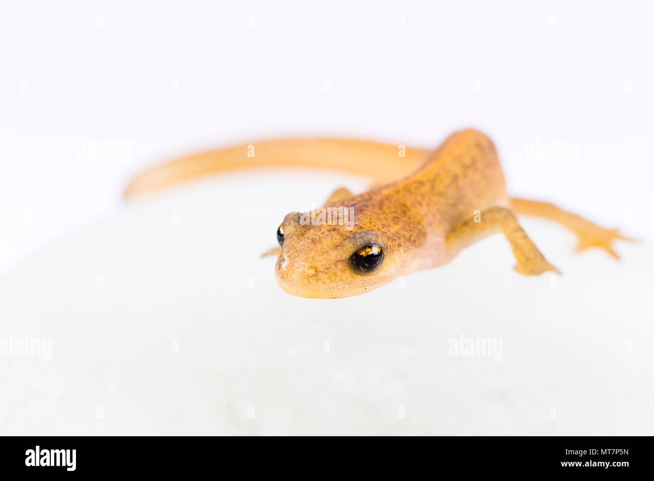 Young smooth newt photographed in a controlled set up before being ...