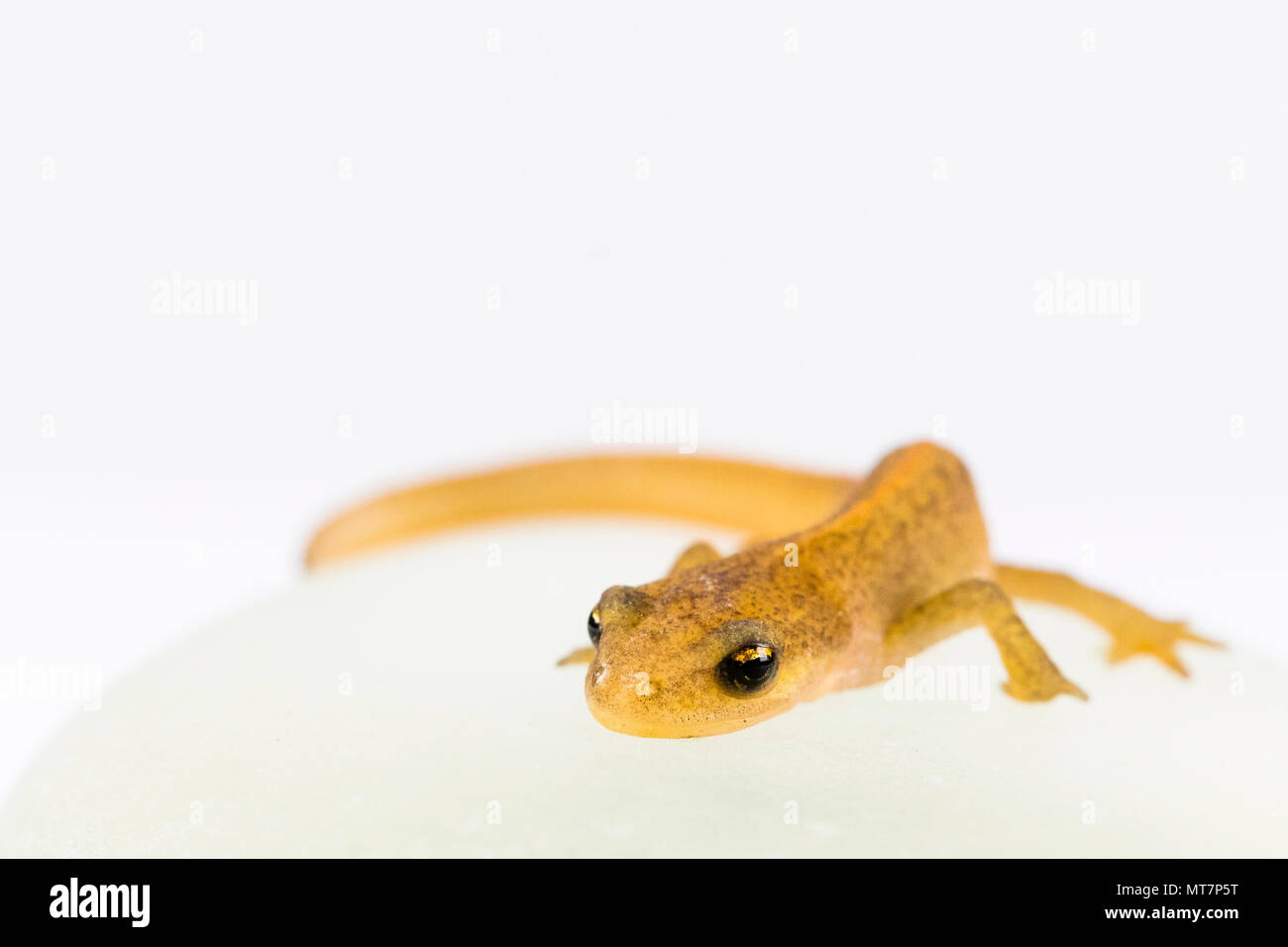 Young smooth newt photographed in a controlled set up before being ...
