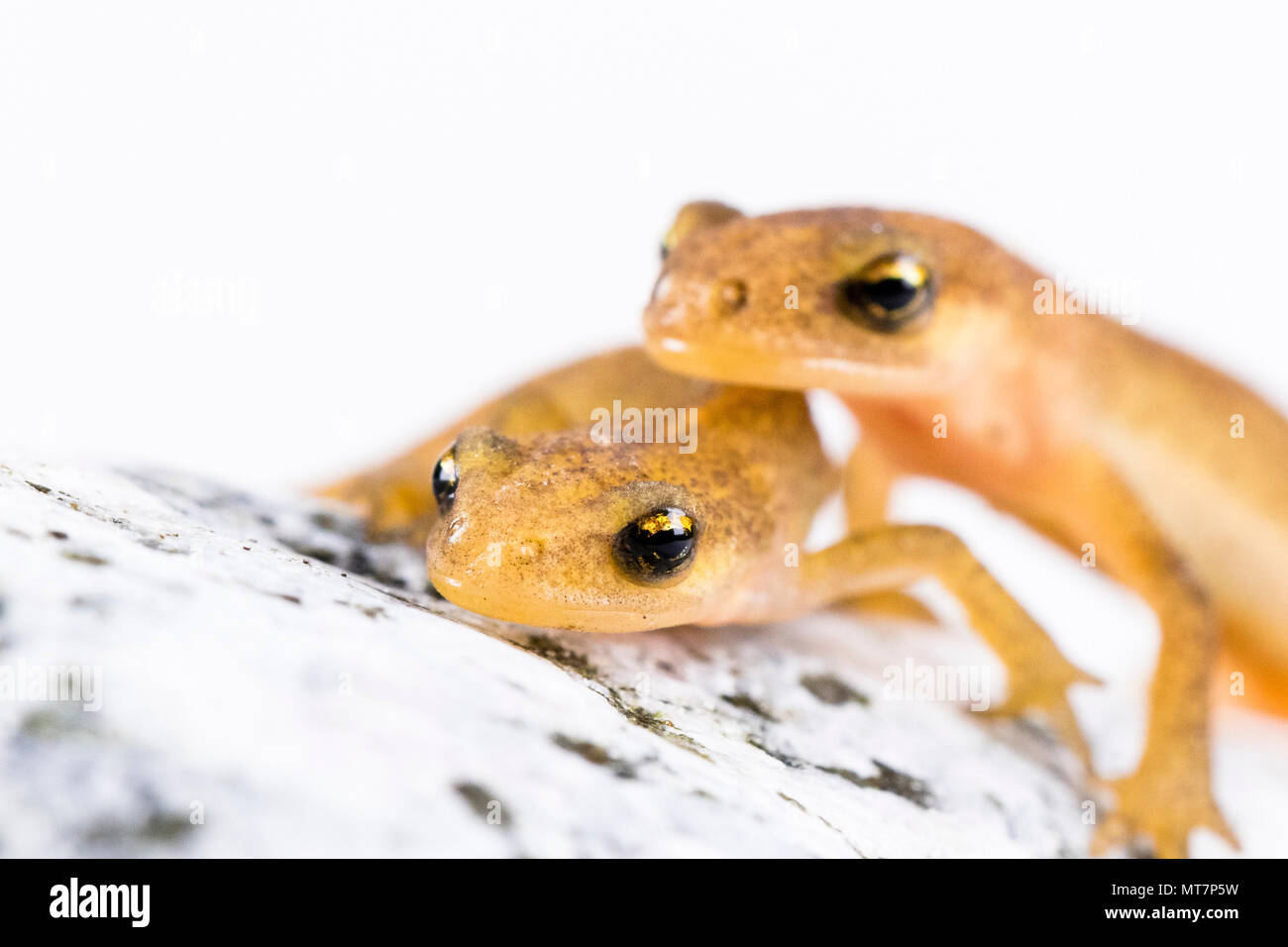 Smooth newt triturus vulgaris hi-res stock photography and images - Alamy