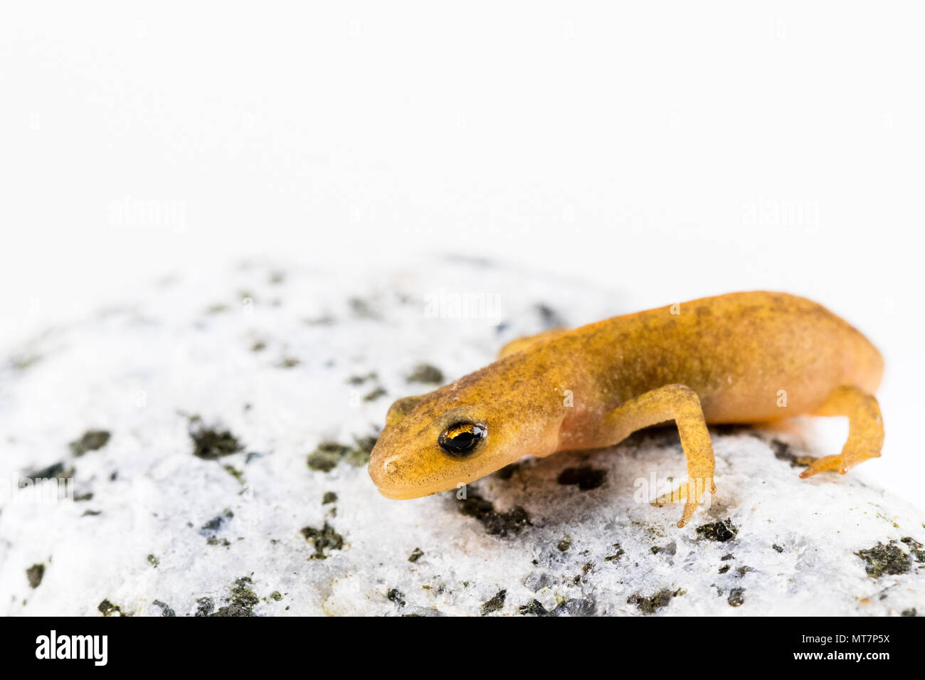 Young smooth newt photographed in a controlled set up before being ...