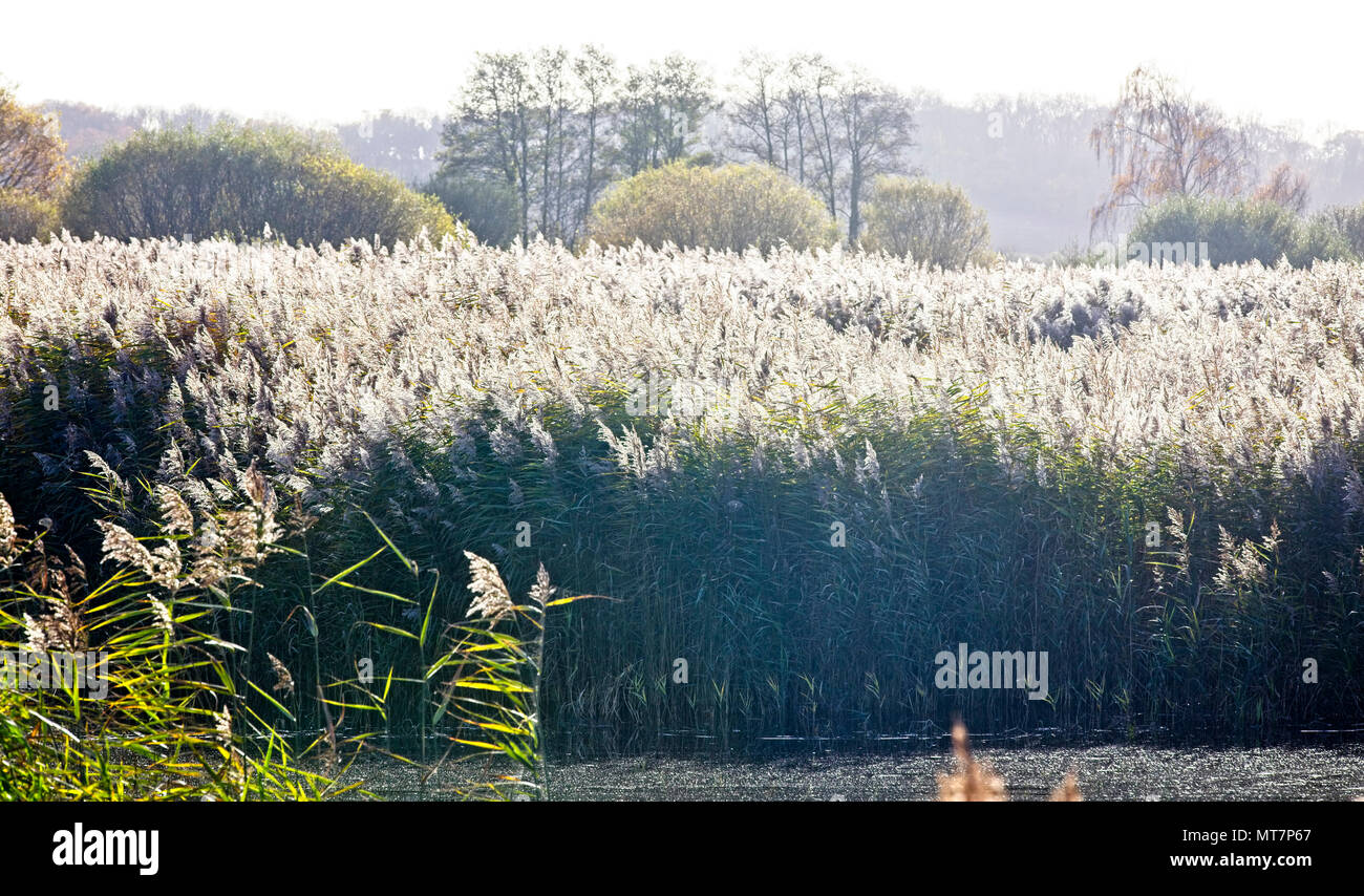 Backlit reedbed on the RSPB's Ham Wall Nature Reserve, Somerset ...