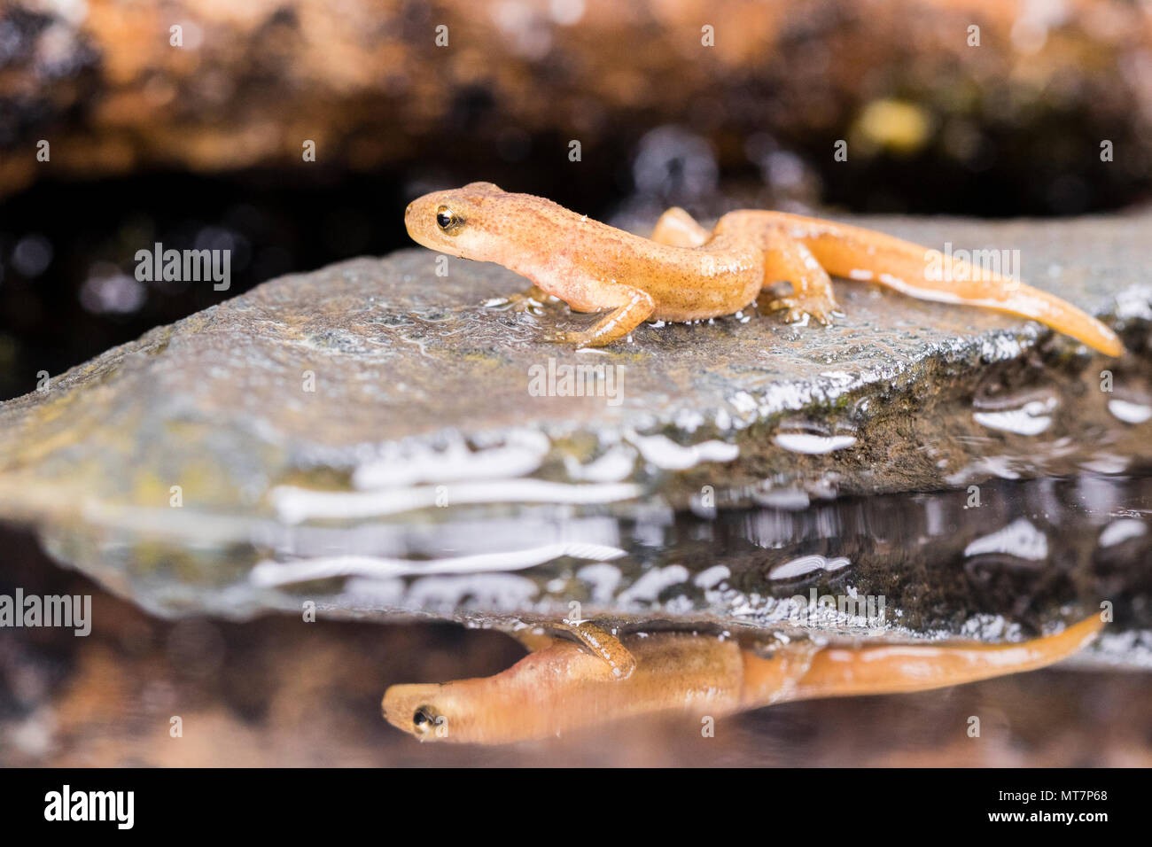 Young smooth newt photographed in a controlled set up before being ...