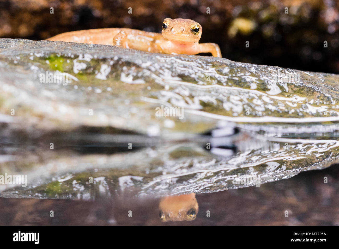 Young smooth newt photographed in a controlled set up before being ...