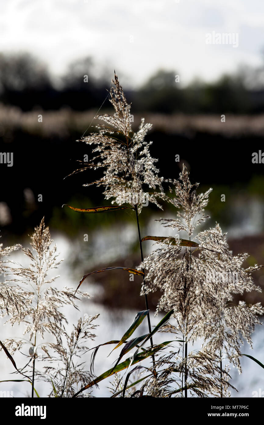Backlit reedbed on the RSPB's Ham Wall Nature Reserve, Somerset ...