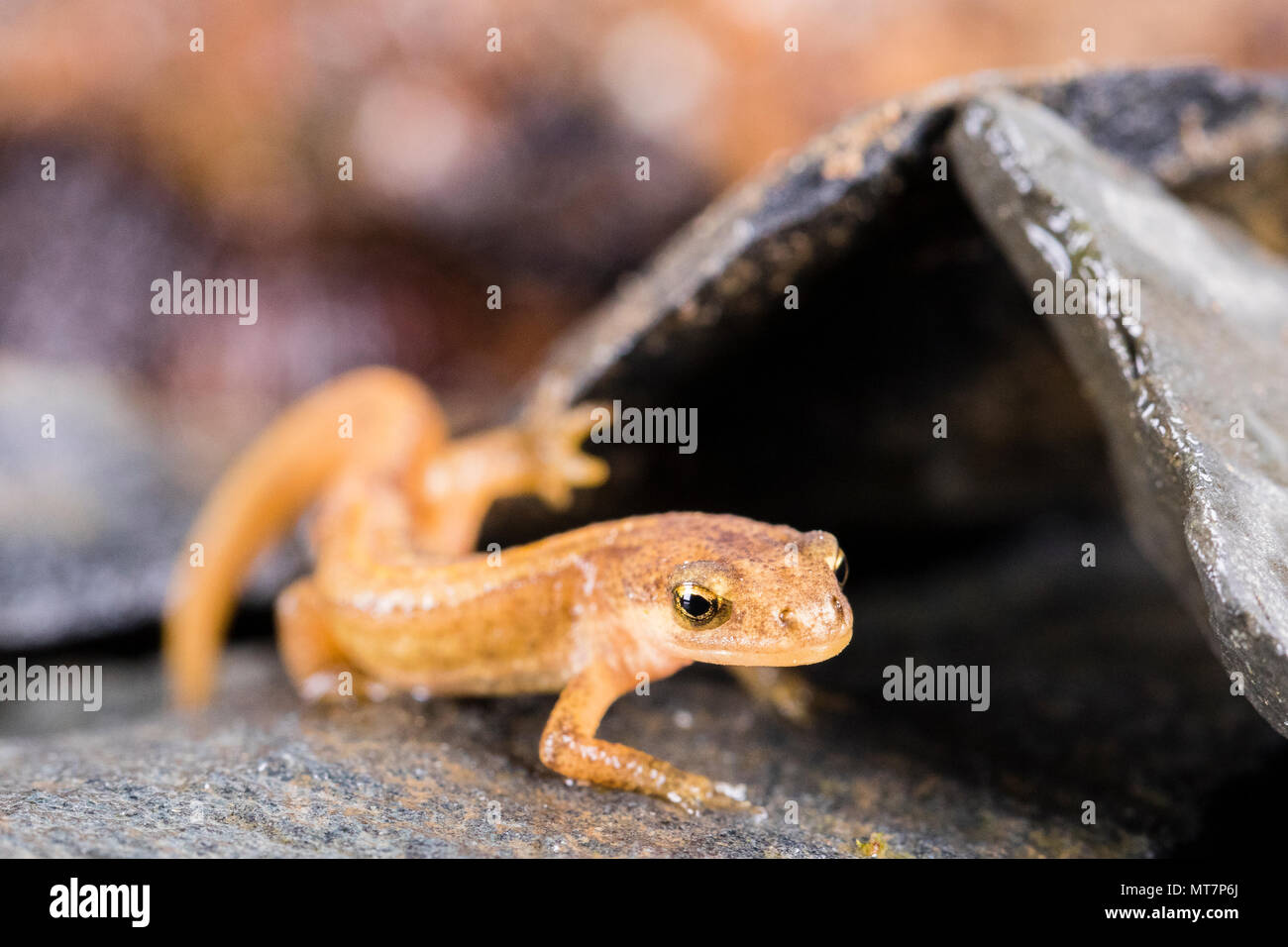 Young smooth newt photographed in a controlled set up before being ...