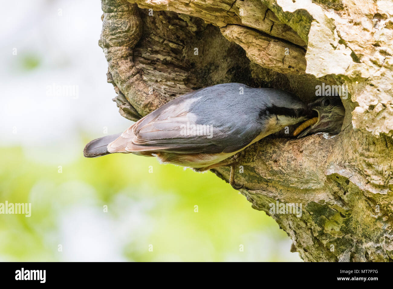 European nuthatch attending to its nest and chicks in a nest built in ...