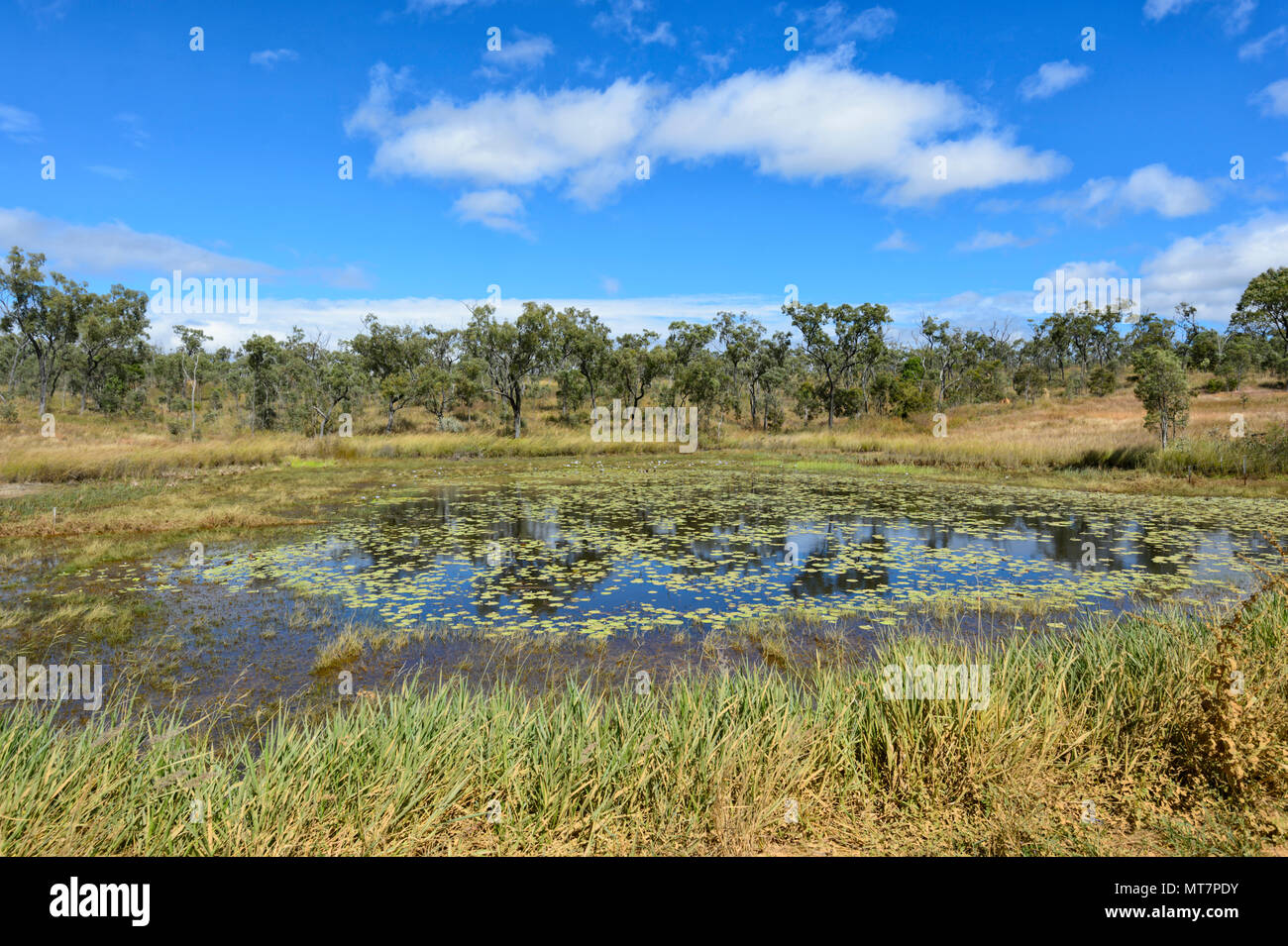 Wetlands in the Hodgkinson Goldfields leading to Mount Mulligan, Far ...
