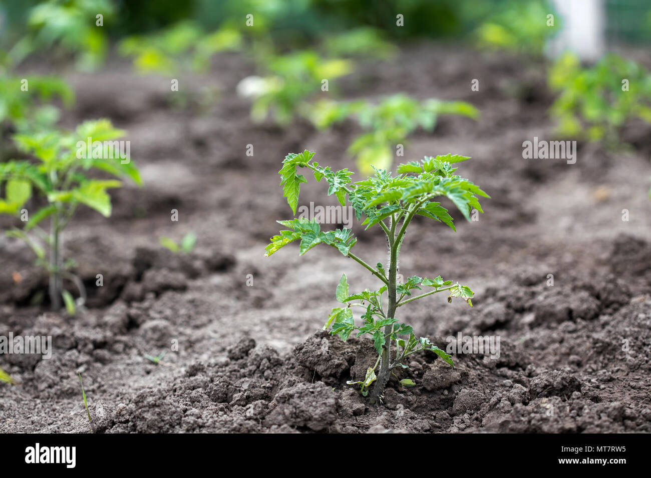 One small tomato plant growing in soil - countryside scene Stock Photo ...