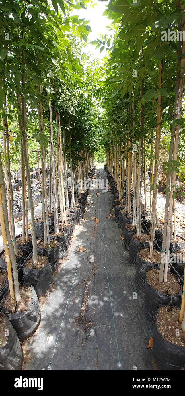 Rows of young trees in plastic pots in a tree nursery Stock Photo - Alamy
