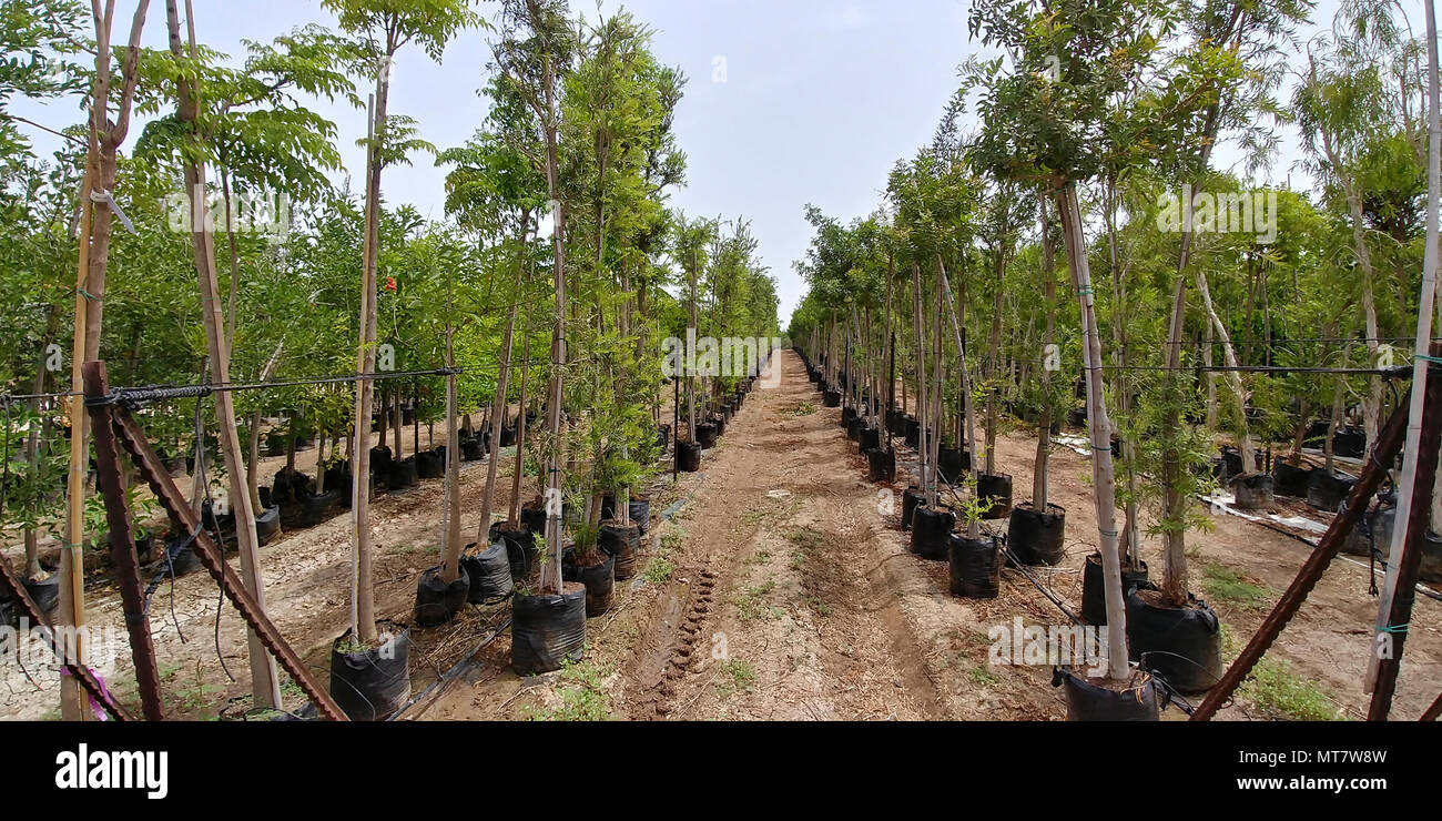 Rows of young trees in plastic pots in a tree nursery Stock Photo - Alamy