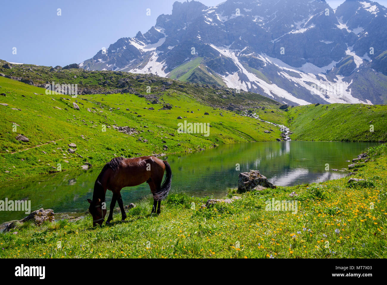Horse by Green Lake in Roshka - Chauki mountain valley, Georgia Stock ...