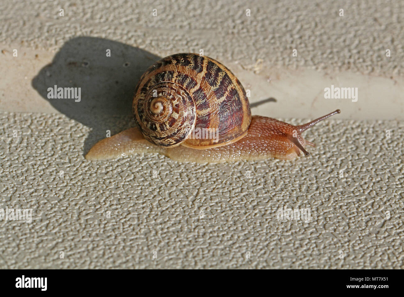 Love darts snail hi-res stock photography and images - Alamy