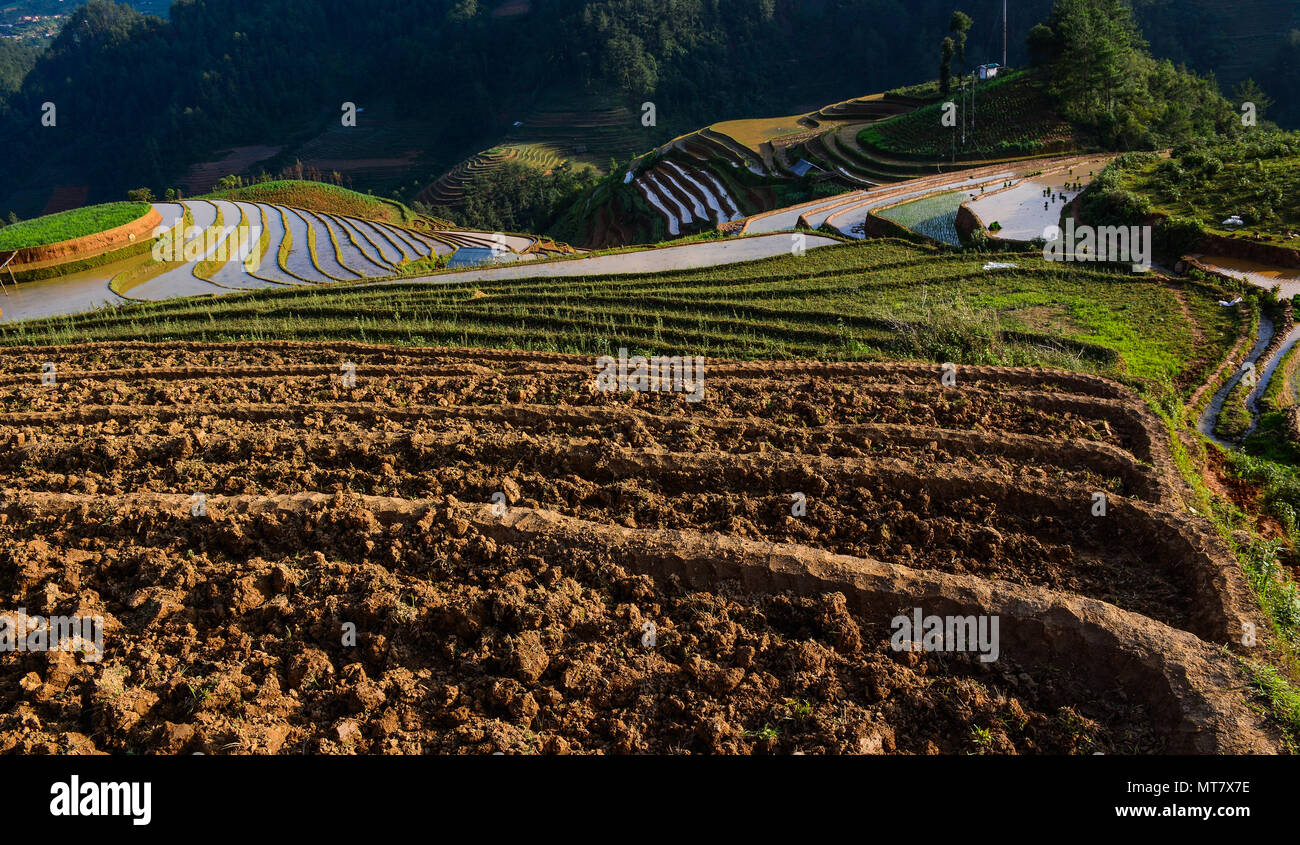 Terraced rice field at sunny day in Sapa, Vietnam. Sa Pa is famous for ...