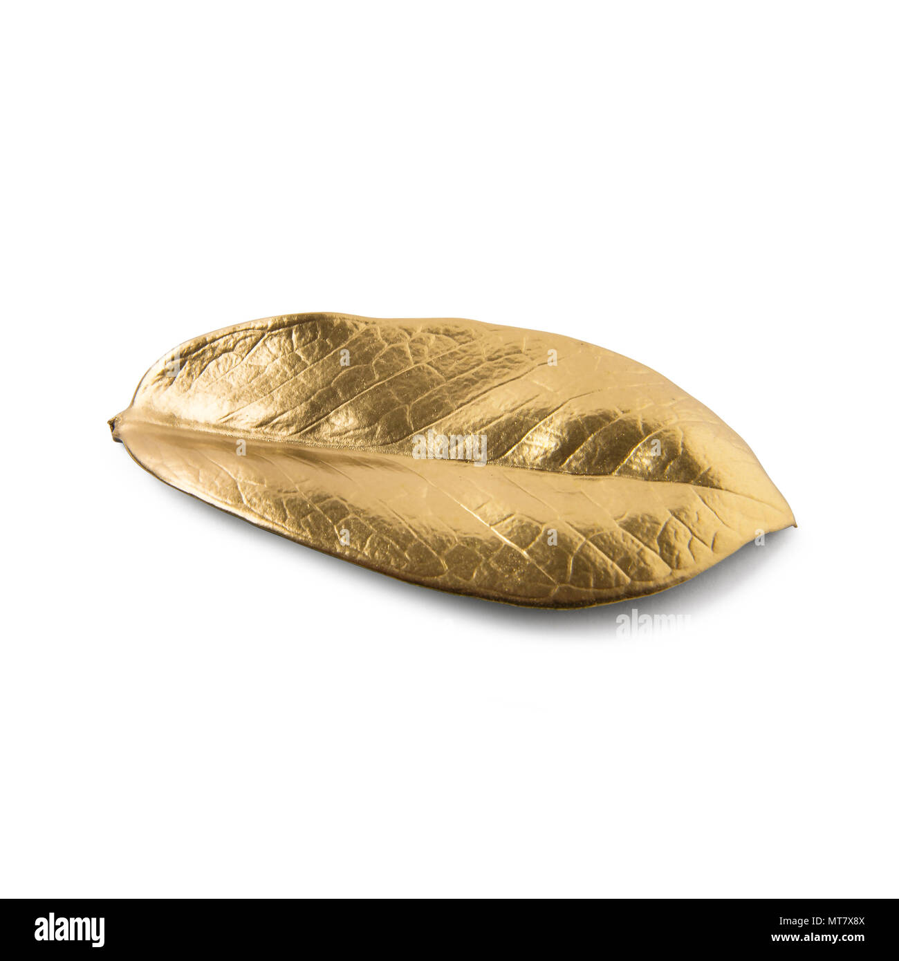 Old laurel tree Cut Out Stock Images & Pictures - Alamy