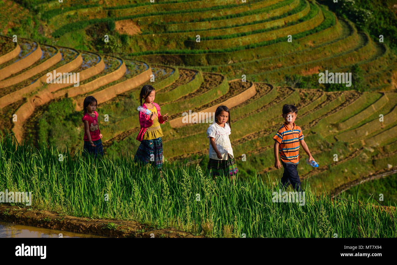Sapa, Vietnam - May 28, 2016. Children playing on rice field in Sapa ...