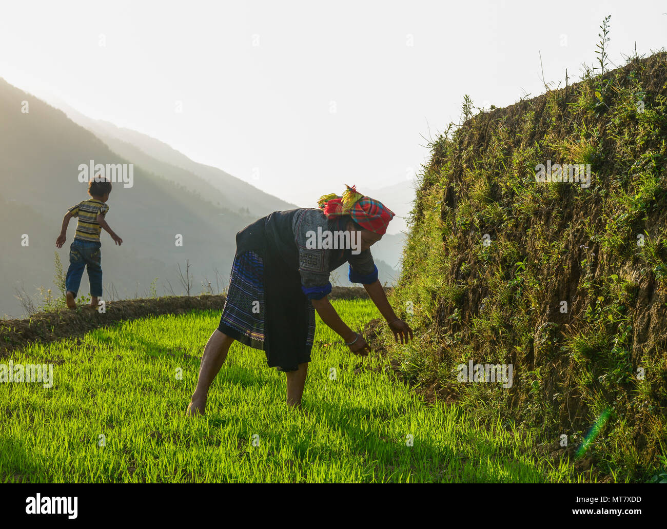 Sapa, Vietnam - May 28, 2016. A Hmong woman working on rice field in ...