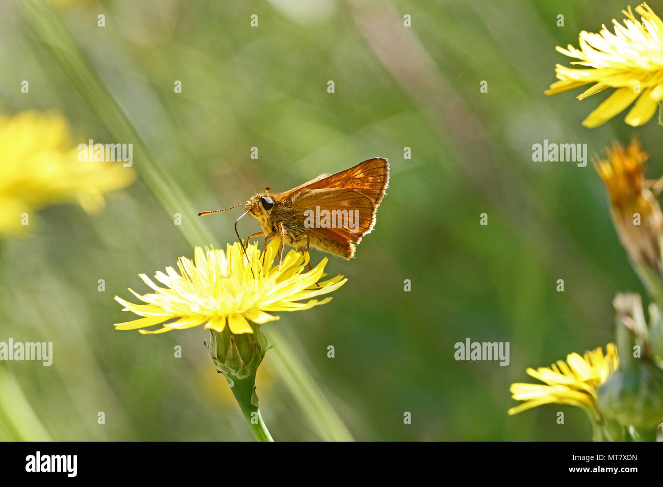 Orange skipper butterfly possibly small, Essex or lulworth skipper ...