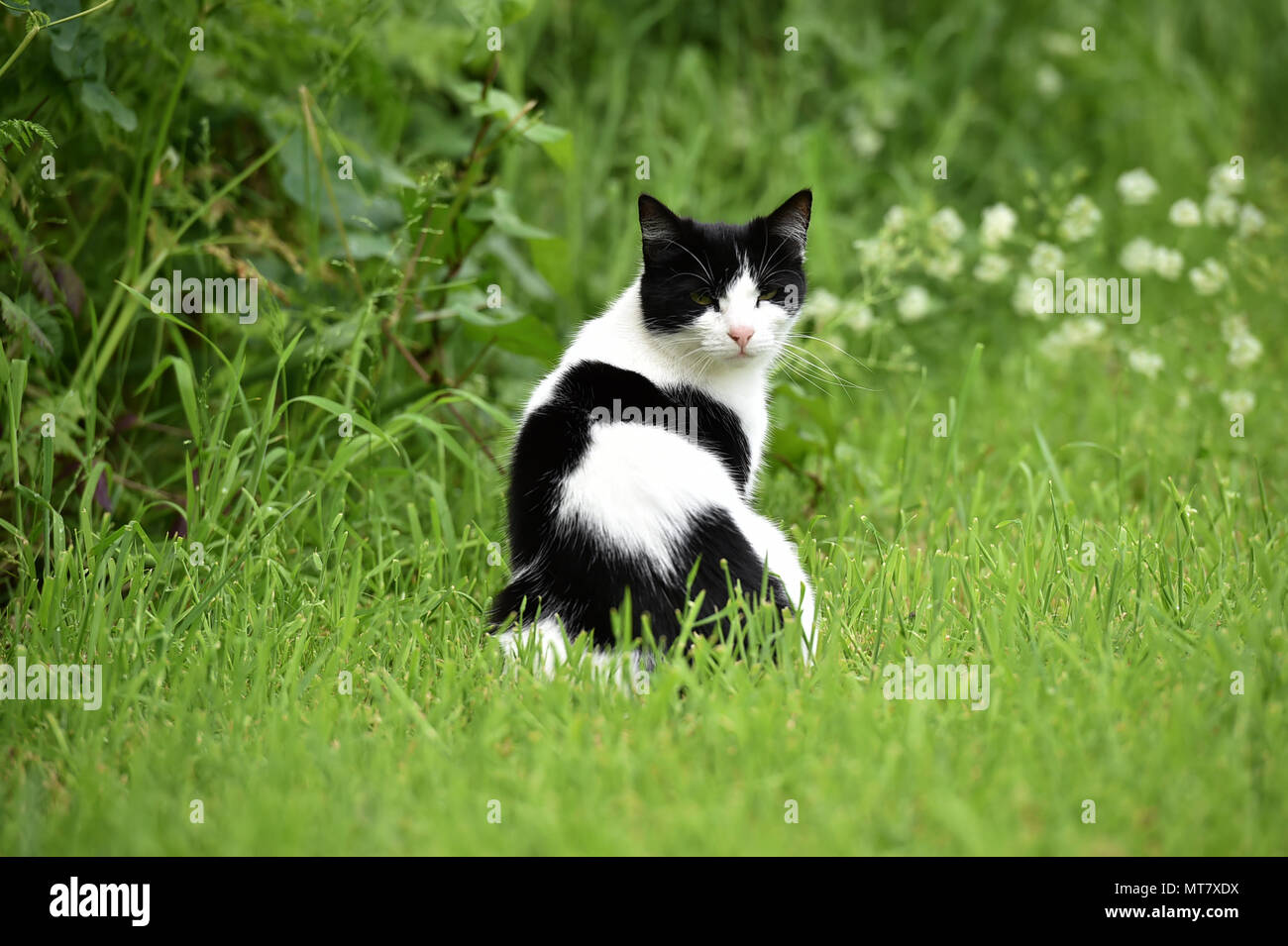 Cat Movement High Resolution Stock Photography and Images - Alamy