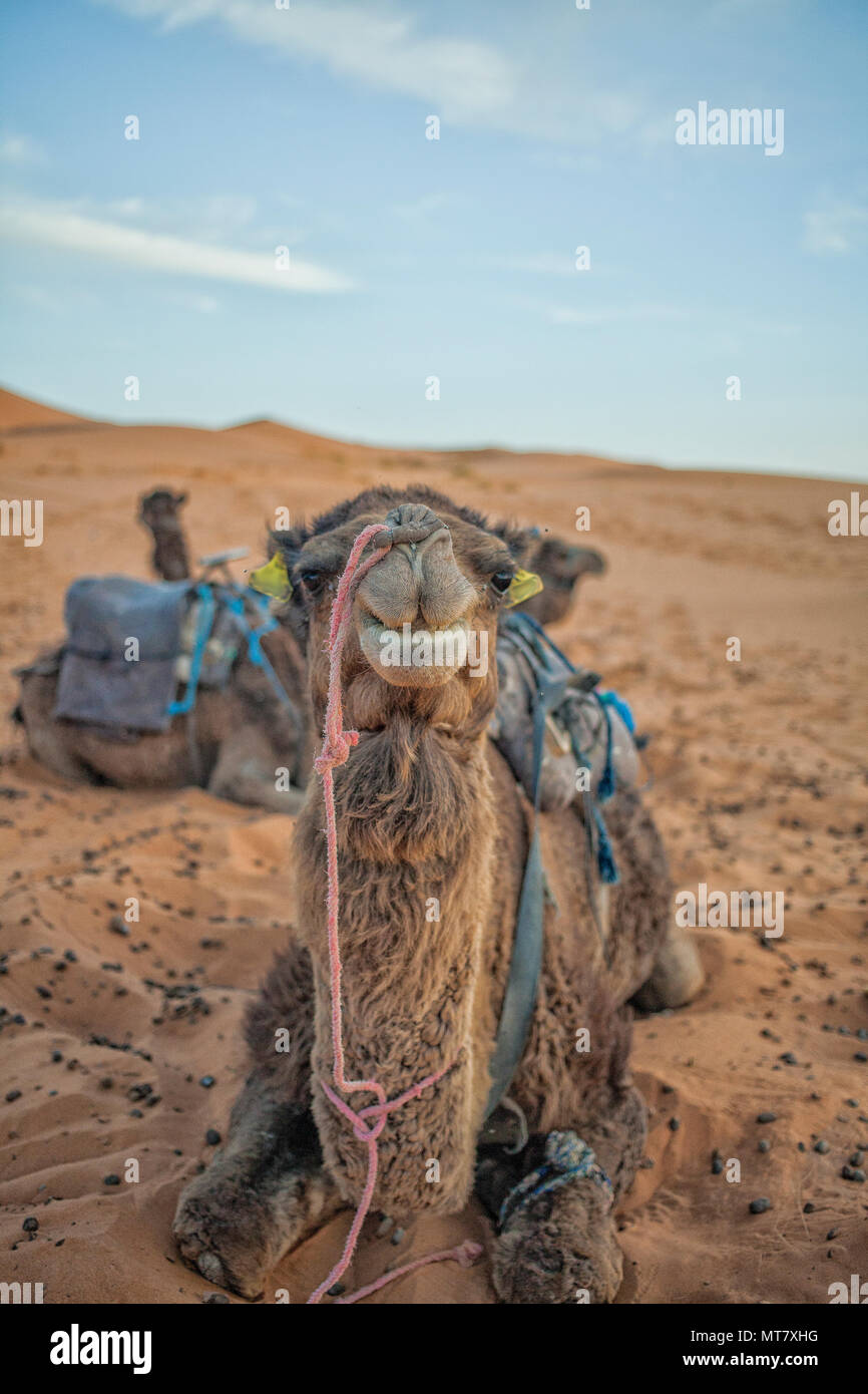 Libya tuareg camel africa desert hi-res stock photography and images ...