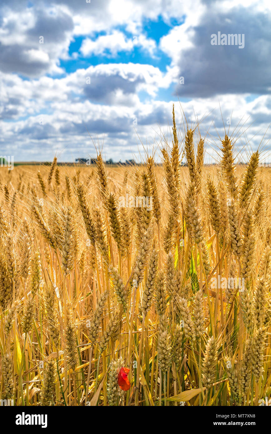 The Somme in France Stock Photo - Alamy