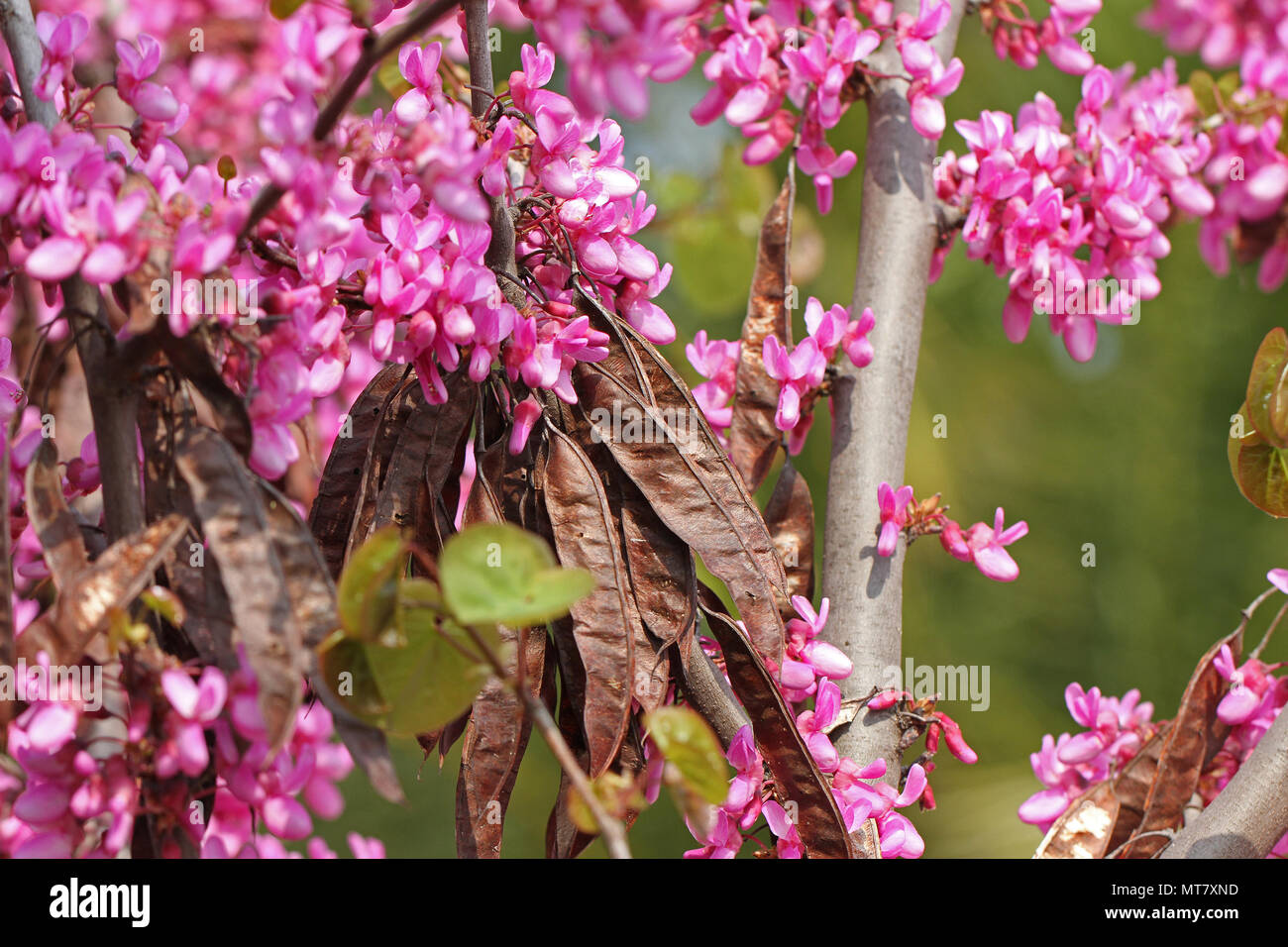 Judas tree Latin name circis siliquastrum with purple or shocking pink ...