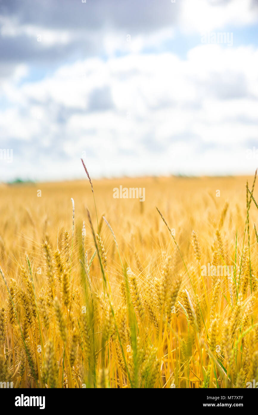 The Somme in France Stock Photo - Alamy