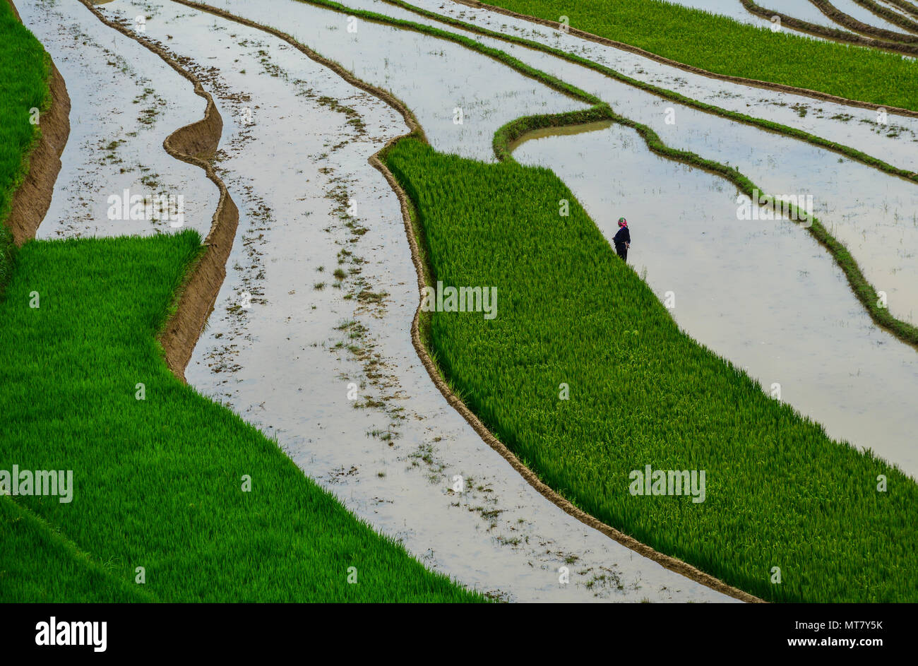 Indochina standing rice hi-res stock photography and images - Alamy