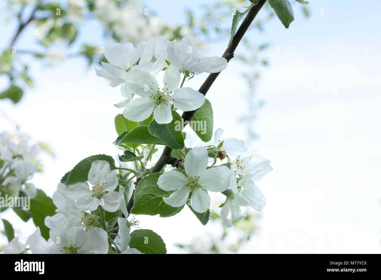 Beautiful apple tree blossom in nature on sky background Stock Photo ...