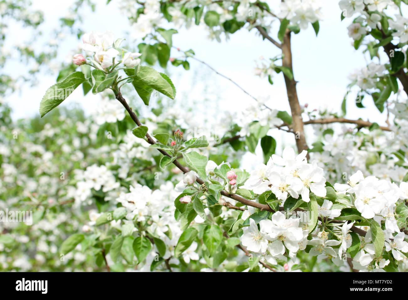 Beautiful apple tree white blossom in nature Stock Photo - Alamy