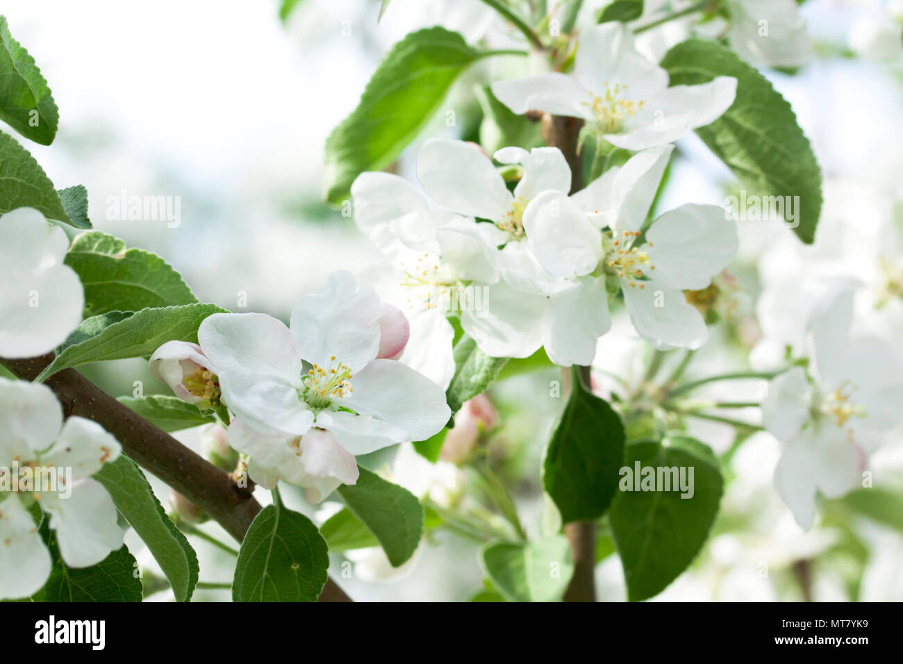 Beautiful apple tree white blossom in nature Stock Photo - Alamy