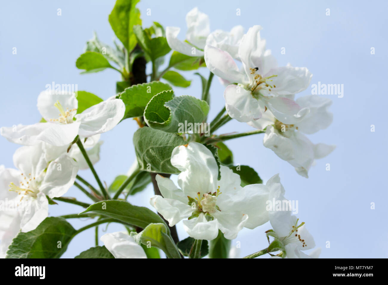 Beautiful apple tree blossom in nature on sky background Stock Photo ...