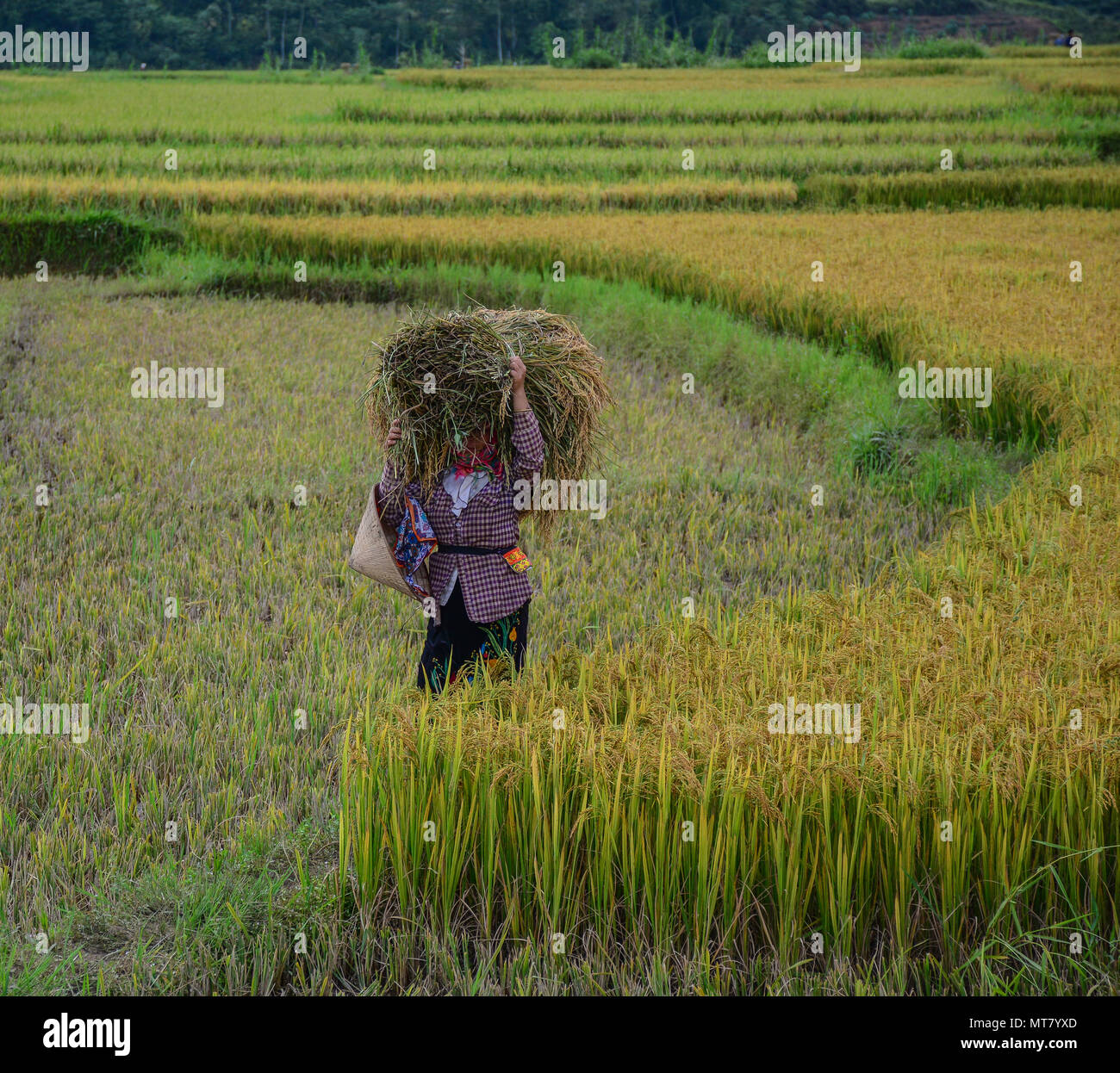 Havesting rice hi-res stock photography and images - Alamy