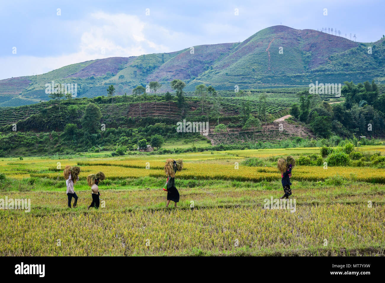 Hmong people havesting rice on the field at summer in Northern Vietnam ...