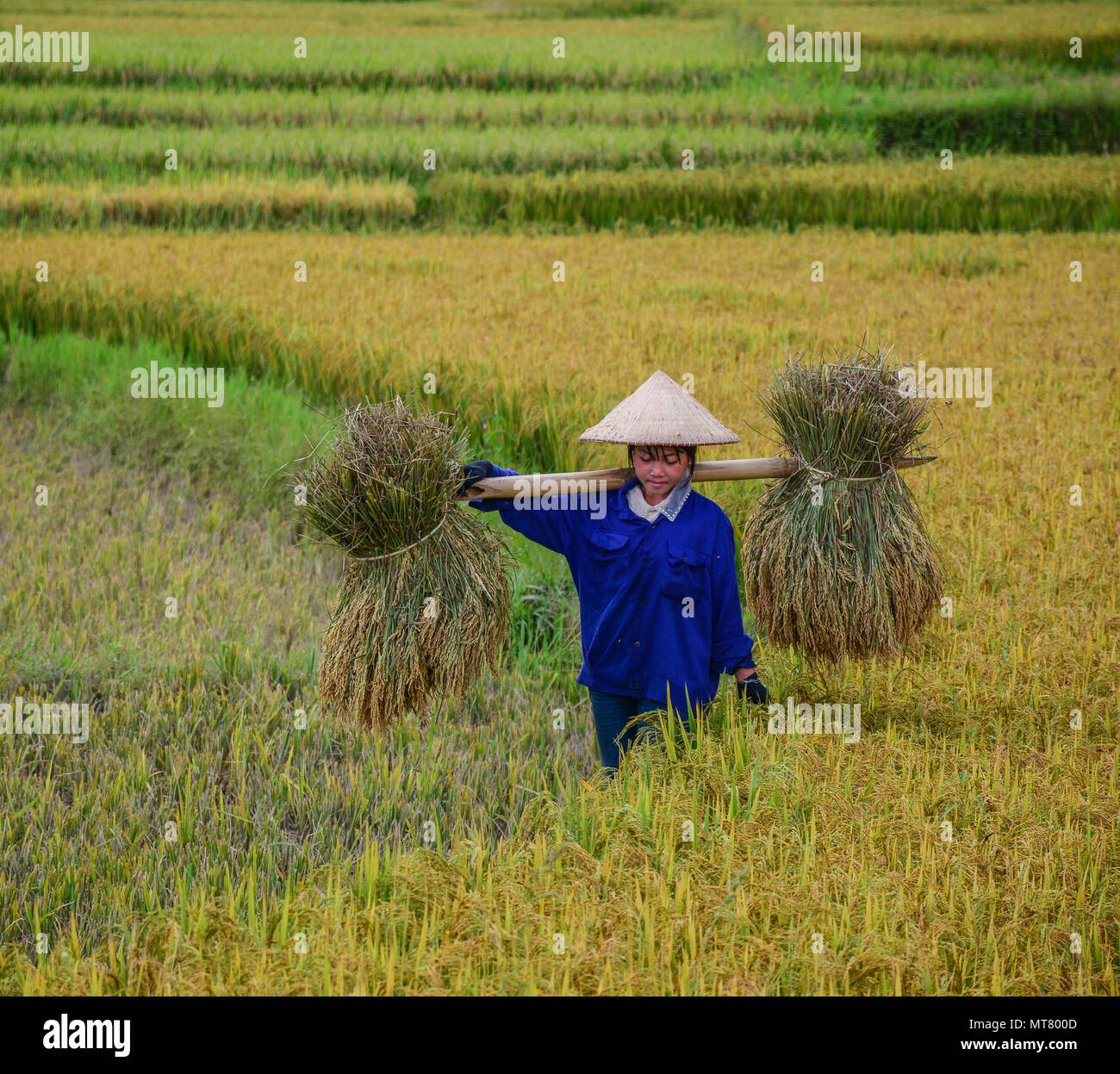 Yen Bai, Vietnam - May 29, 2016. People carrying rice on the field at ...