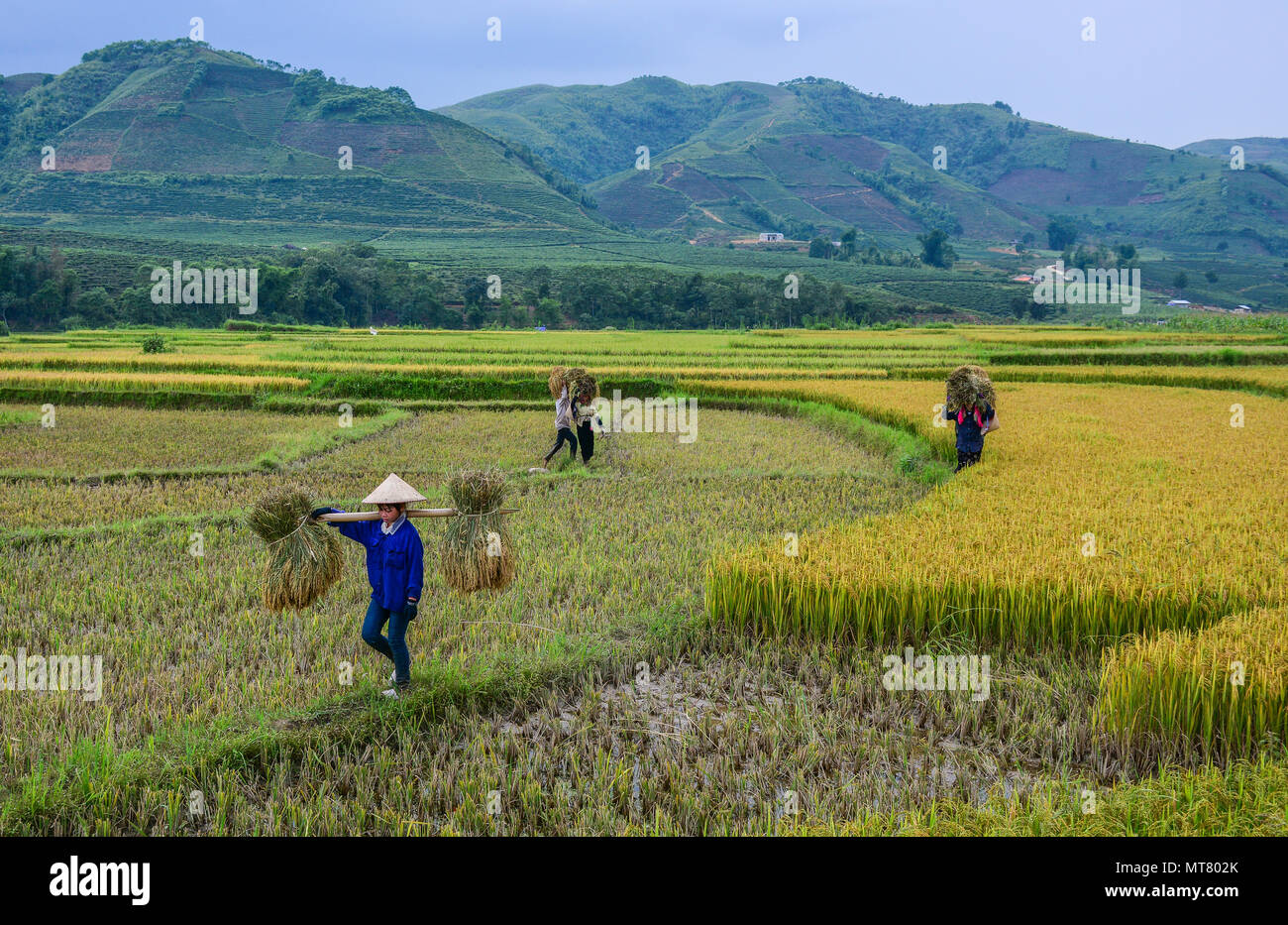 Indochina rice seedlings hi-res stock photography and images - Alamy