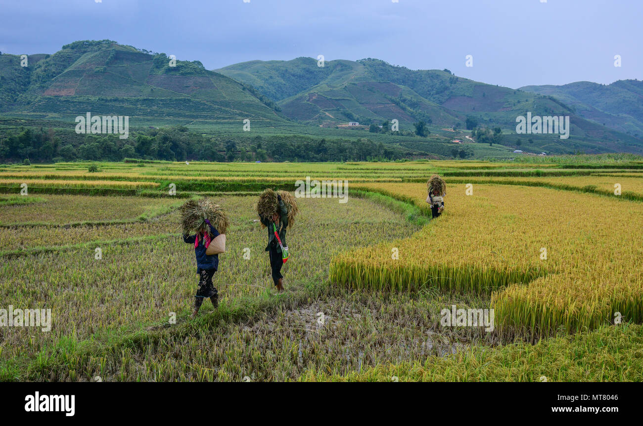 Yen Bai, Vietnam - May 29, 2016. People carrying rice on the field at ...