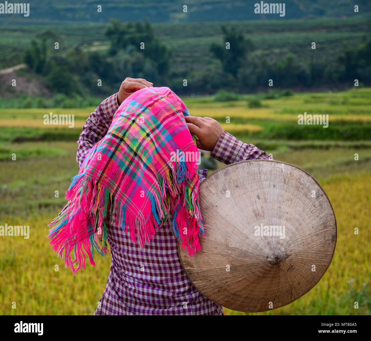 Indochina standing rice hi-res stock photography and images - Alamy