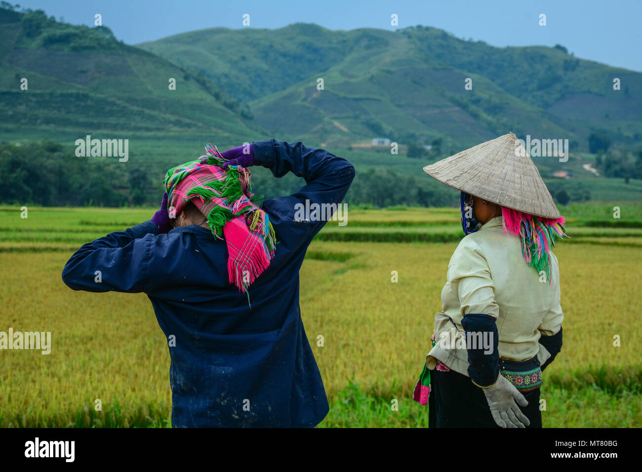 Hmong women with traditional head-dress standing on rice field in North ...