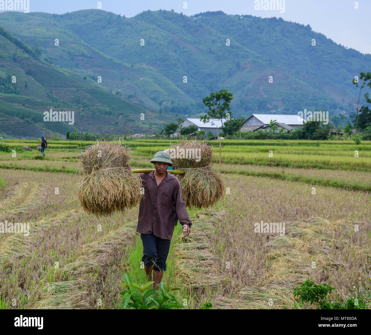 Yen Bai, Vietnam - May 29, 2016. A young man carrying rice on the field ...
