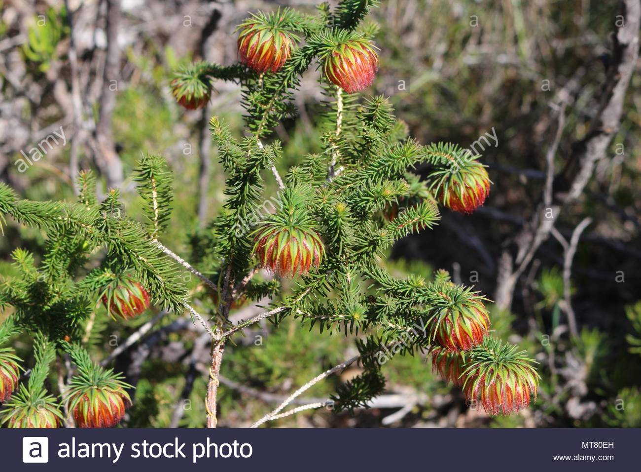 Australian Bell Flower High Resolution Stock Photography and Images - Alamy