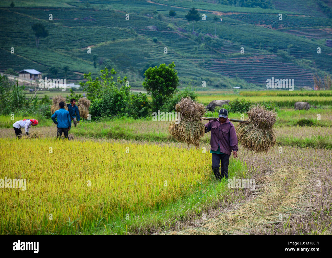 Yen Bai, Vietnam - May 29, 2016. A young man carrying rice on the field ...