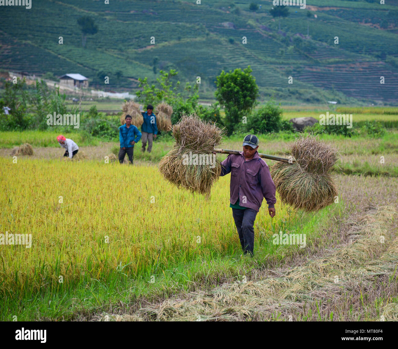 Yen Bai, Vietnam - May 29, 2016. A young man carrying rice on the field ...