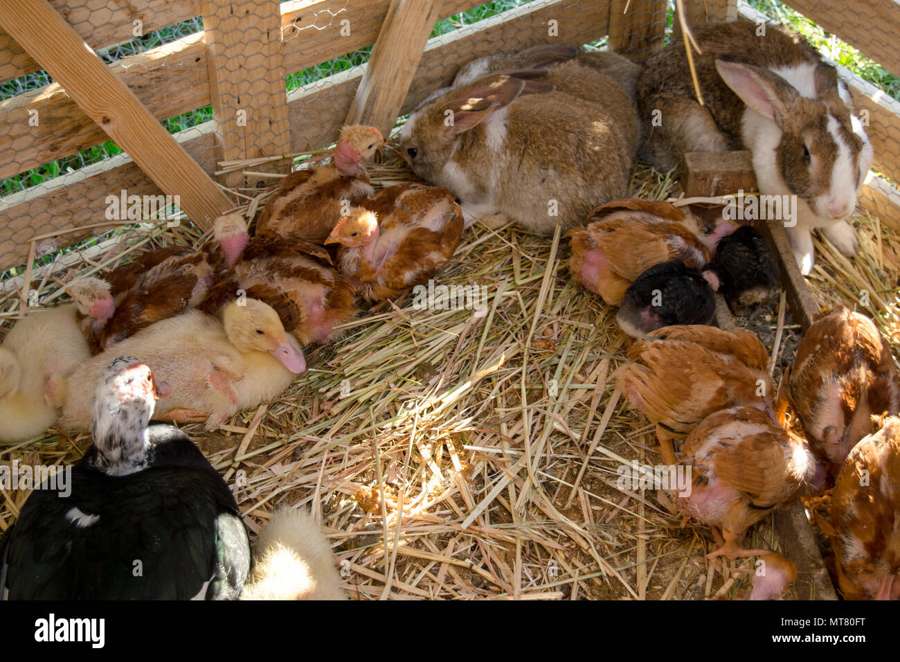 Animal farming with ducks, chickens and rabbits Stock Photo - Alamy