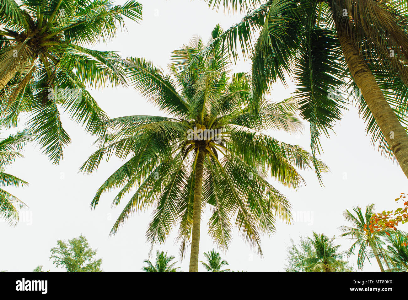 Coconut palm trees on the tropical beach Stock Photo - Alamy