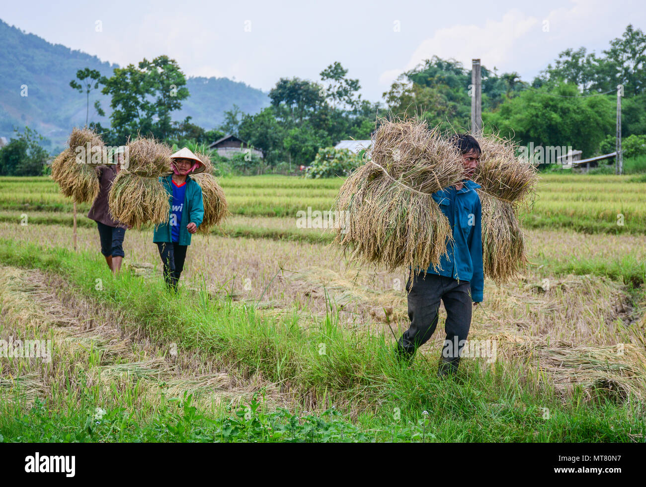 Yen Bai, Vietnam - May 29, 2016. Local people carrying rice on the ...